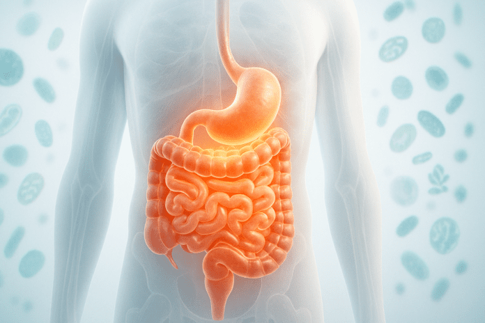 Where Is Your Gut and Why It Matters for Your Health: Expert Insights ...