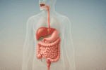 How the Digestive System Works: From the Alimentary Canal to Cellular ...