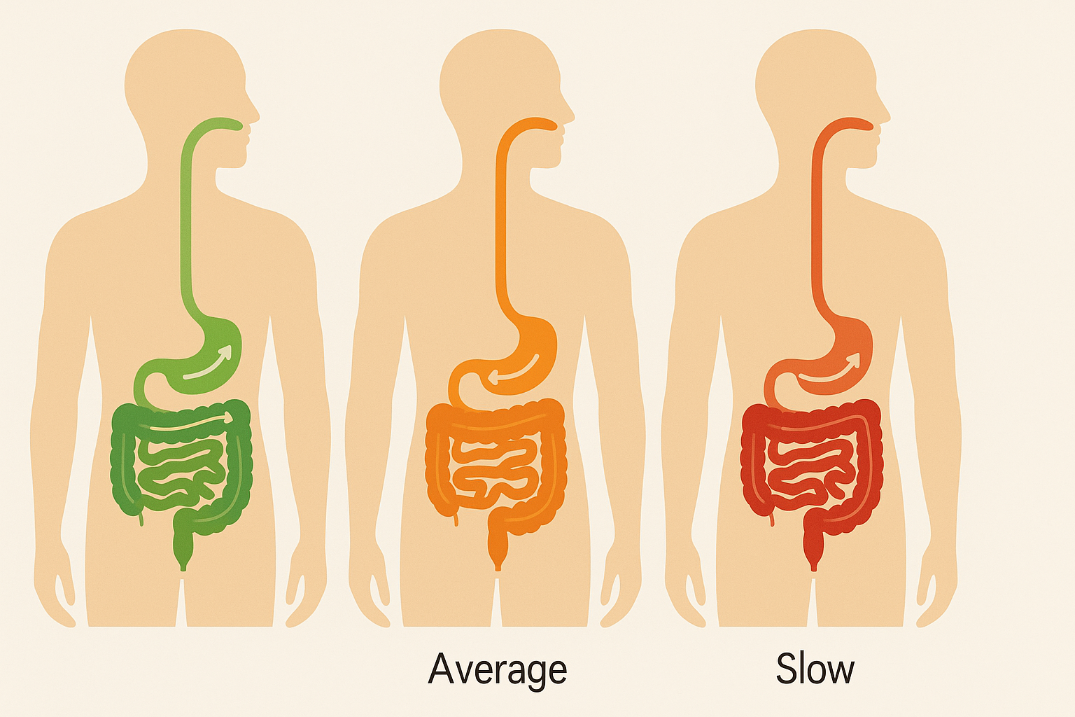 Cool Facts About the Digestive System: What Experts Say About How Your ...
