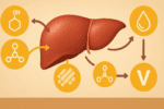 How the Liver Supports Your Health: Understanding Liver Function in the ...