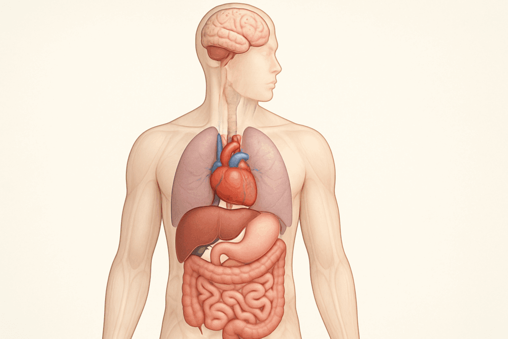 How Understanding the Location and Anatomy of Organs Can Improve Your ...