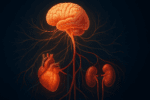 How Blood Pressure and Blood Flow Are Related: Understanding ...